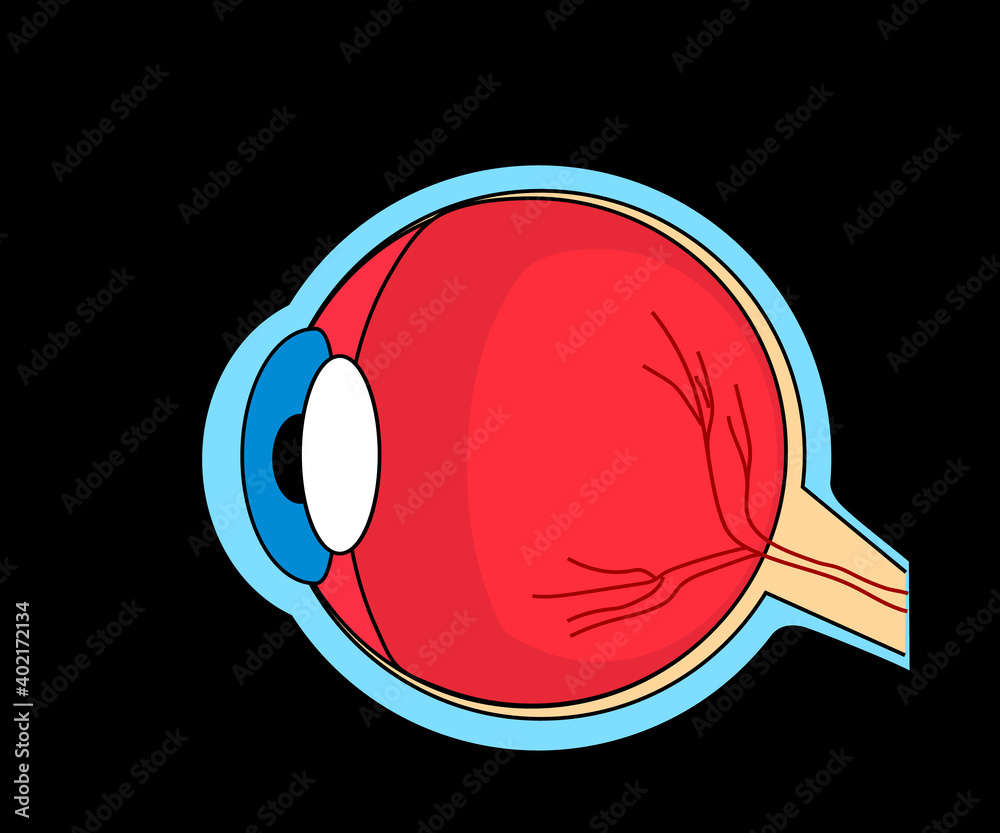 Anatomical structure of the human eye. Cartoon. Vector illustration ...