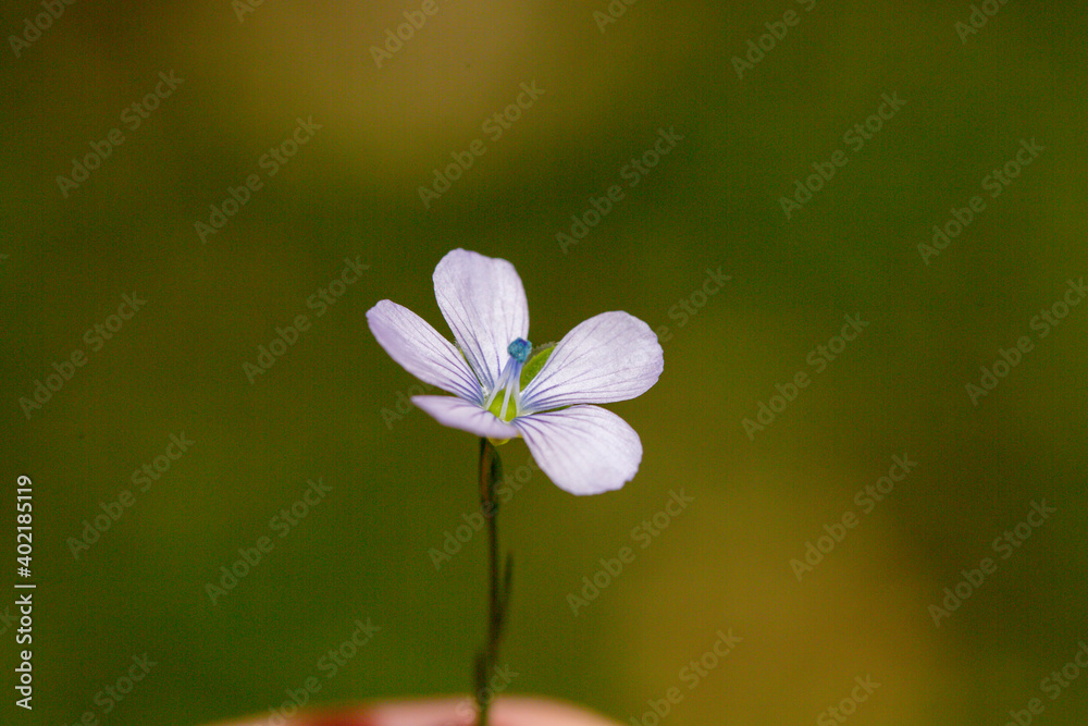 Beautiful, close up photo of Myosotis also known as Scorpion grasses in ...