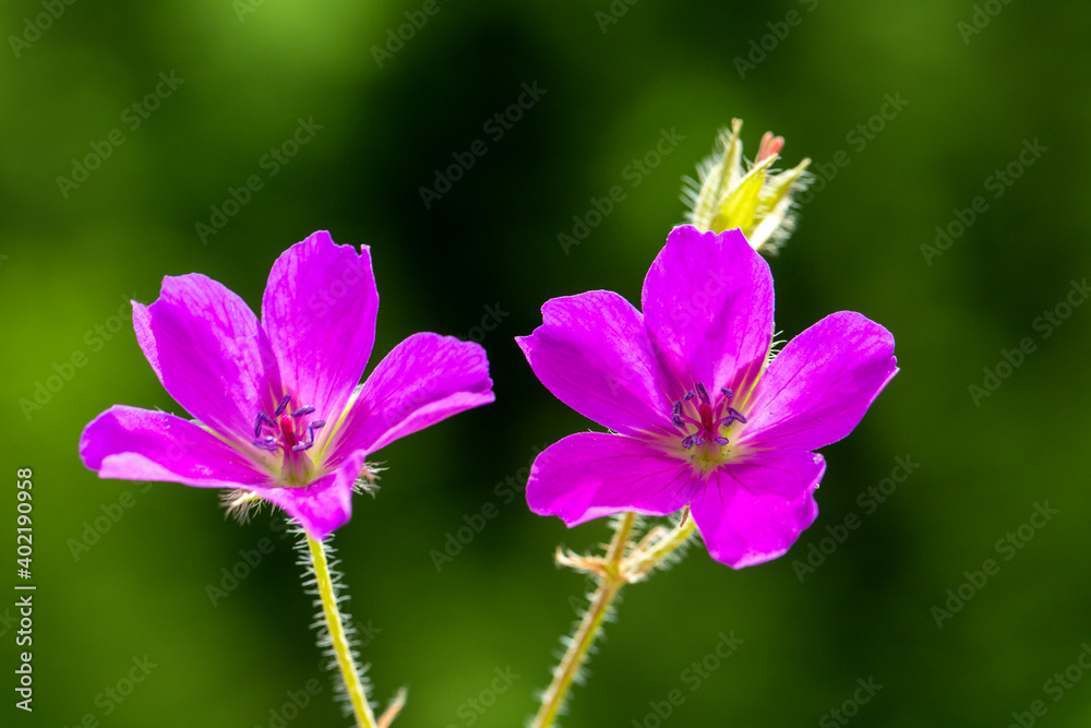Close up, beautiful photo of Geranium maculatum also known as the wild ...