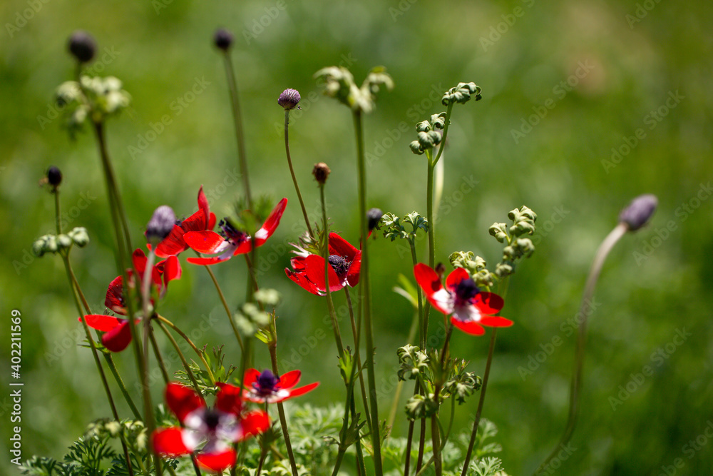 Stock-Foto „Beautiful, close up picture of red poppy flowers in front ...