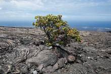 Tree Growing From A Rock Free Stock Photo - Public Domain Pictures