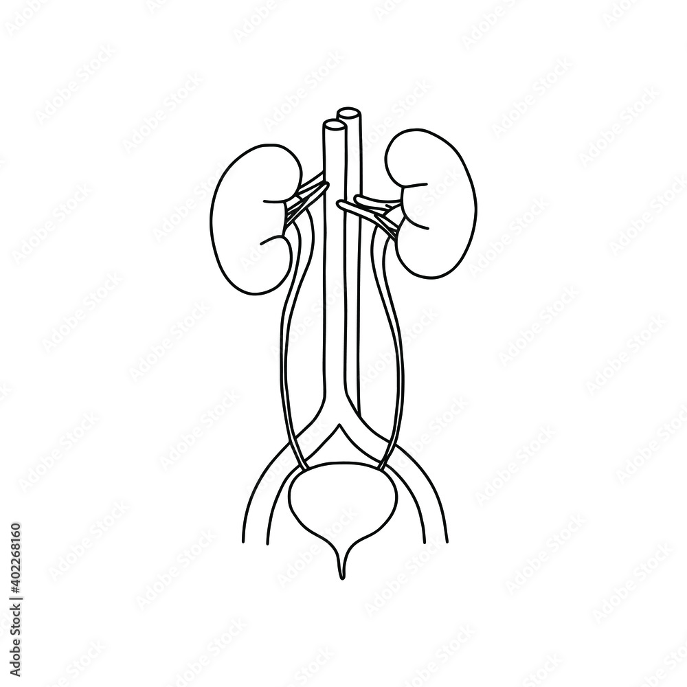 Vector de Stock The human urinary system, drawn by lines on white ...