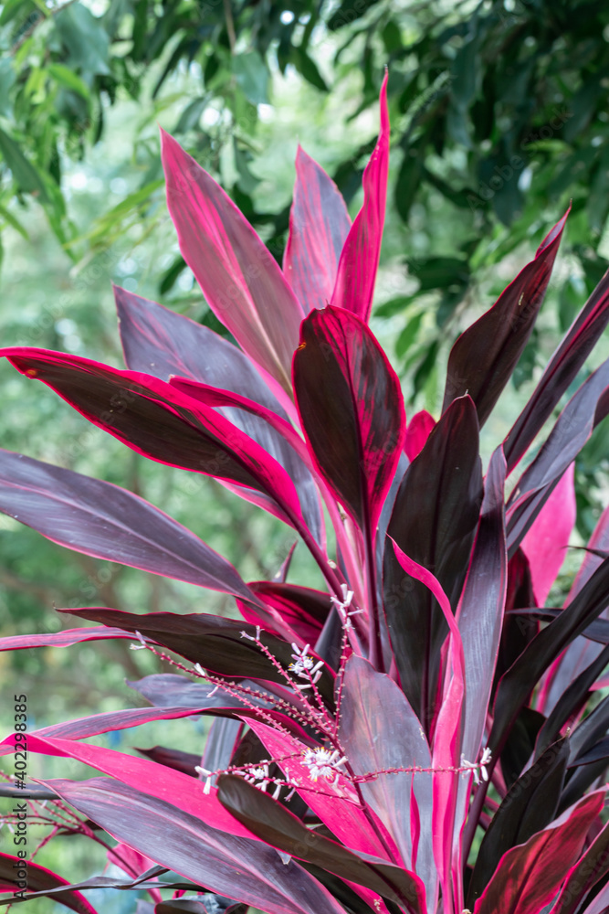 Selective focus Ti plant in the garden.(Cordyline fruticosa)Red leave ...
