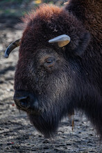 Dutch Bison Free Stock Photo - Public Domain Pictures
