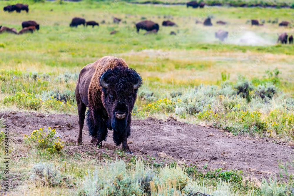 Angry bison Stock Photo | Adobe Stock