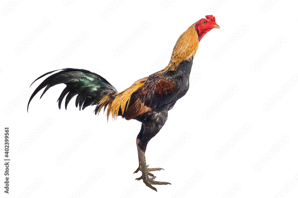 Fighting cock native in Thailand isolated on white background. Male ...