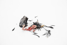 Wing And Feet Of Decaying Bird Free Stock Photo - Public Domain Pictures
