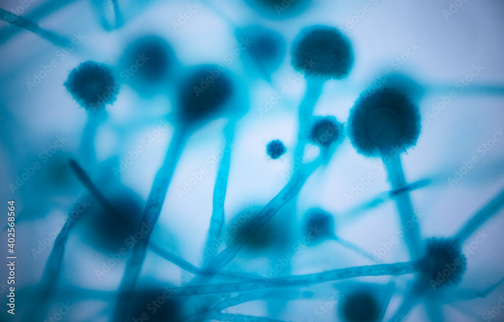 Aspergillus under the microscope Stock Photo | Adobe Stock