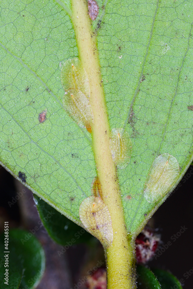Photo Stock Macrophotography of Diaspididae insects on leaf vessel ...