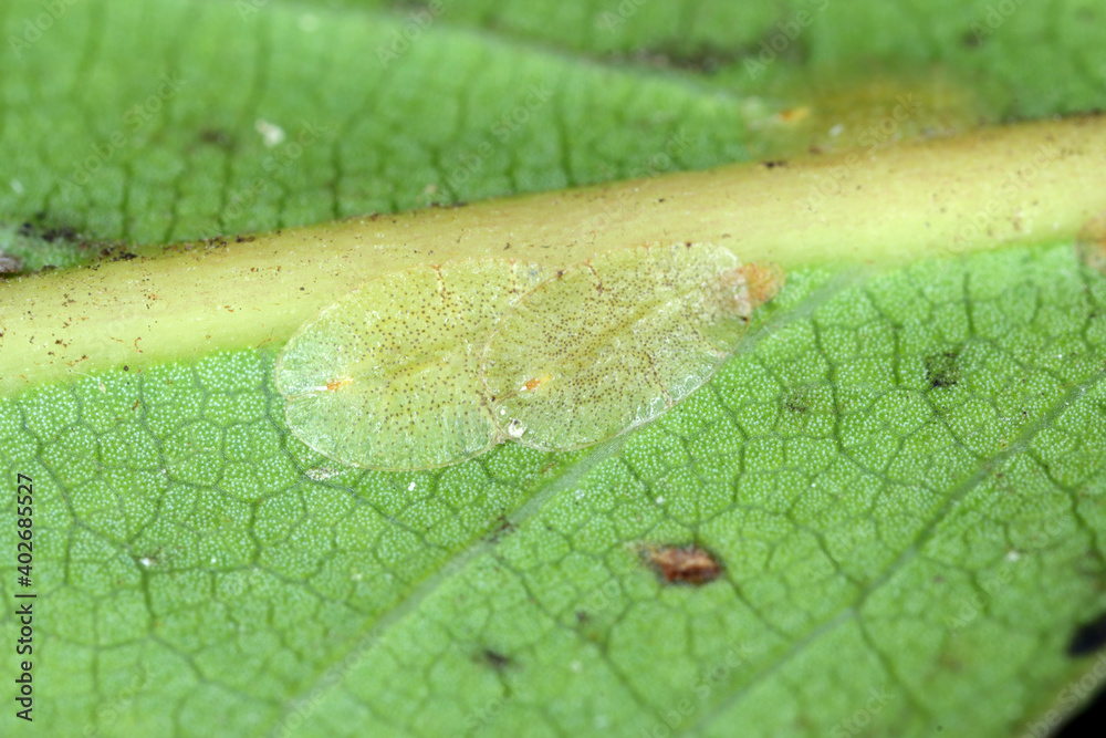 Macrophotography of Diaspididae insects on leaf vessel. Armored scale ...