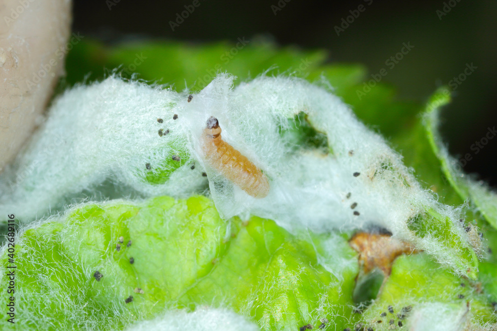 Stock-Foto „Caterpillar of Archips rosana (Cacoecia) the rose tortrix ...
