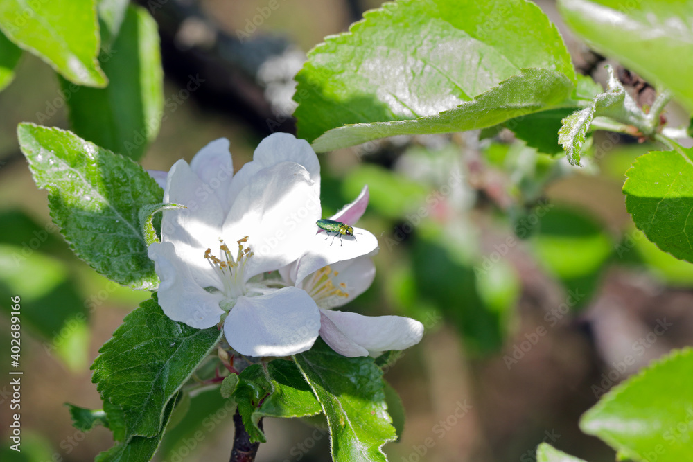 Jewel beetle Anthaxia nitidula on the apple blossom. The larvae of this ...