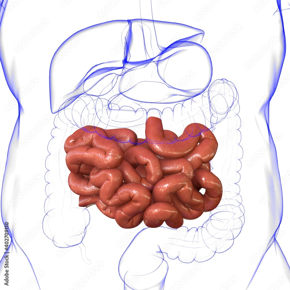 Small Intestine 3D Illustration Human Digestive System Anatomy Stock ...
