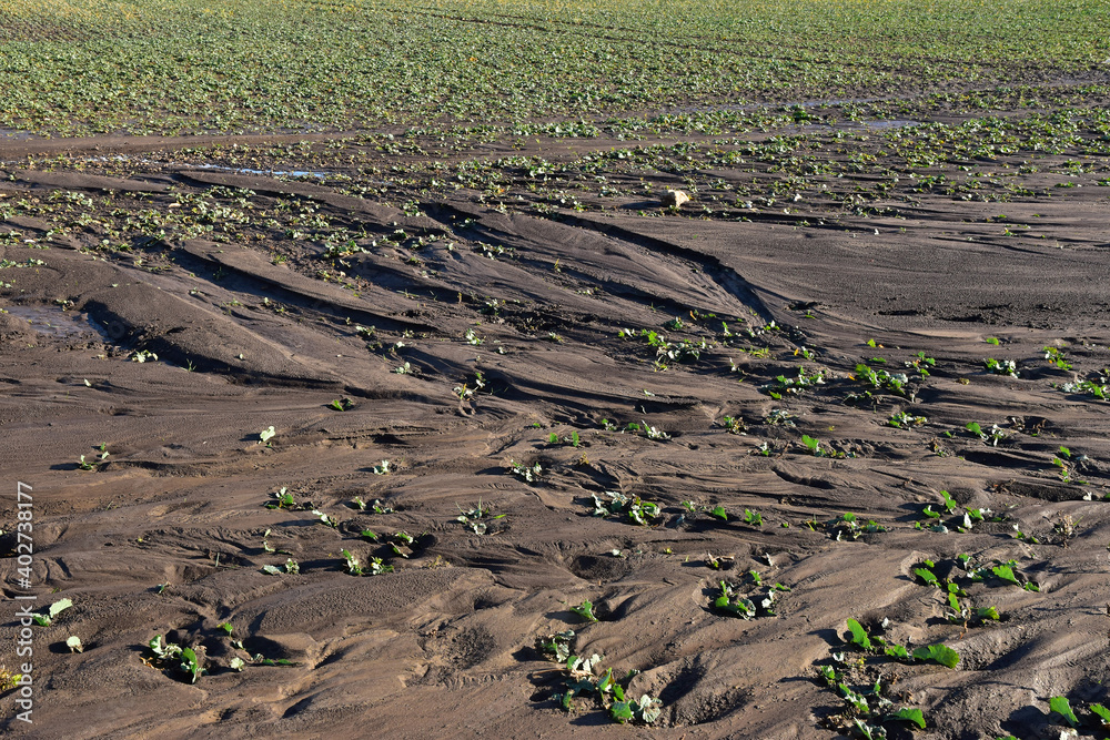 Soil erosion agriculture damage on field plants Stock Photo | Adobe Stock