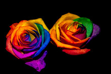 Rainbow Roses Free Stock Photo - Public Domain Pictures
