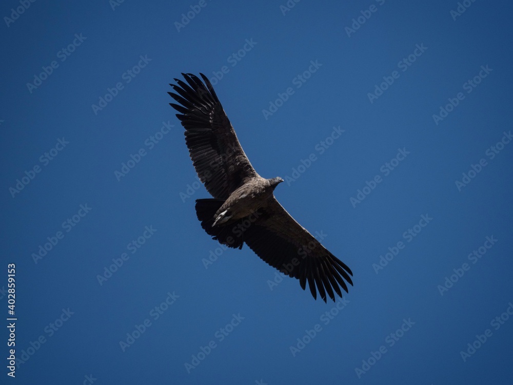 Juvenile male andean condor Vultur gryphus scavenger bird of prey in ...