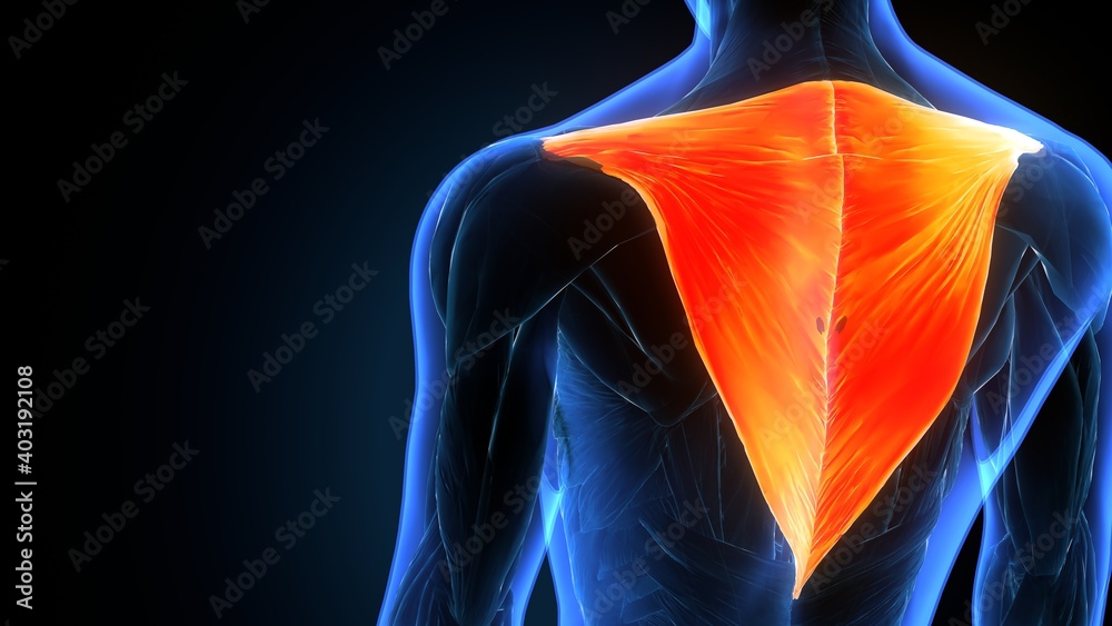 Ilustración de Stock 3d Illustration of human muscular System torso ...