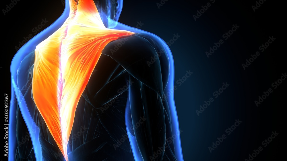 3d Illustration of human muscular System torso muscles trapezius Muscle ...