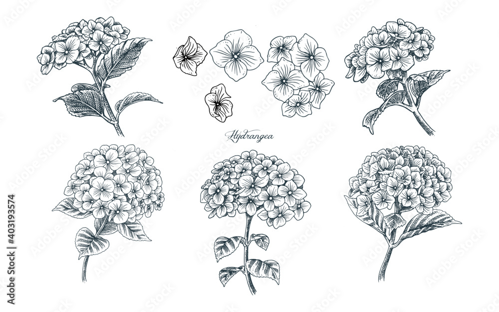 Hydrangea Flower illustration Hand drawn Assets Stock Vector | Adobe Stock