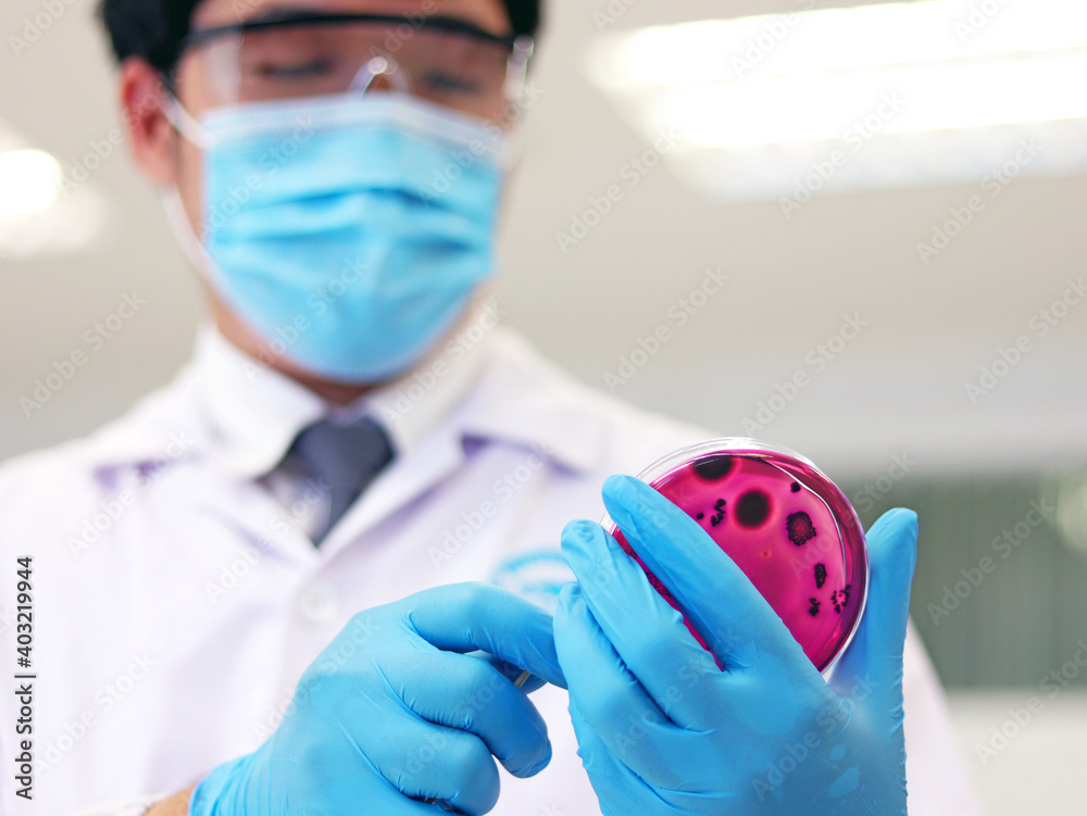 Scientist analysis Escherichia coli (E.coli) with Eosin Methylene Blue ...