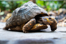 Tortoise Pyramid Free Stock Photo - Public Domain Pictures