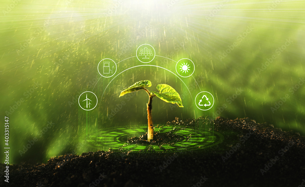 Young plant growing at sunlight. Environment and ecology concept ...