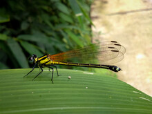 Yellow Damselfly Close-up Free Stock Photo - Public Domain Pictures