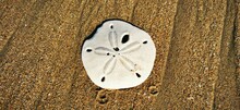 Broken Sand Dollars Free Stock Photo - Public Domain Pictures