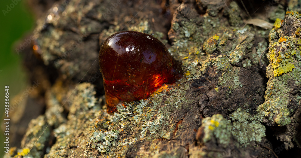 Formation of resin from the juice of a cherry tree.The tree was ...