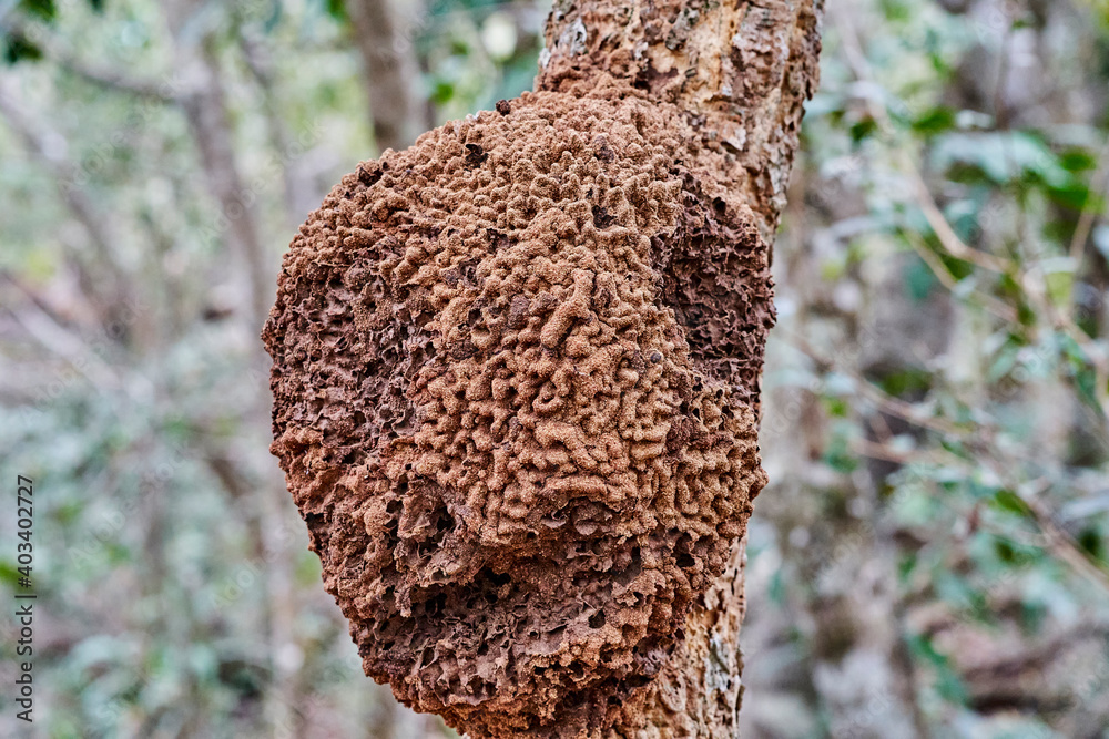 Details of a nest of wild bees on an exotic topical tree at the buraco ...