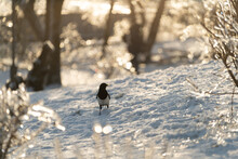 Winter Magpie Bird Free Stock Photo - Public Domain Pictures