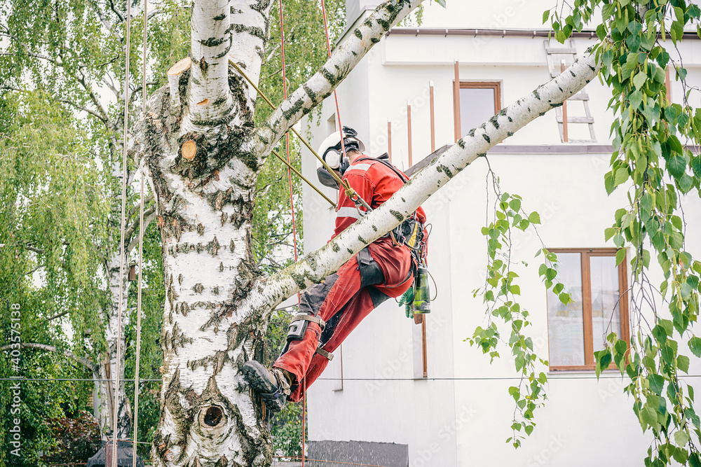 Arborist cuts branches on a tree with a chainsaw, secured with safety ...