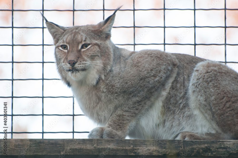 sad lynx curled up in a zoo cage Stock Photo | Adobe Stock