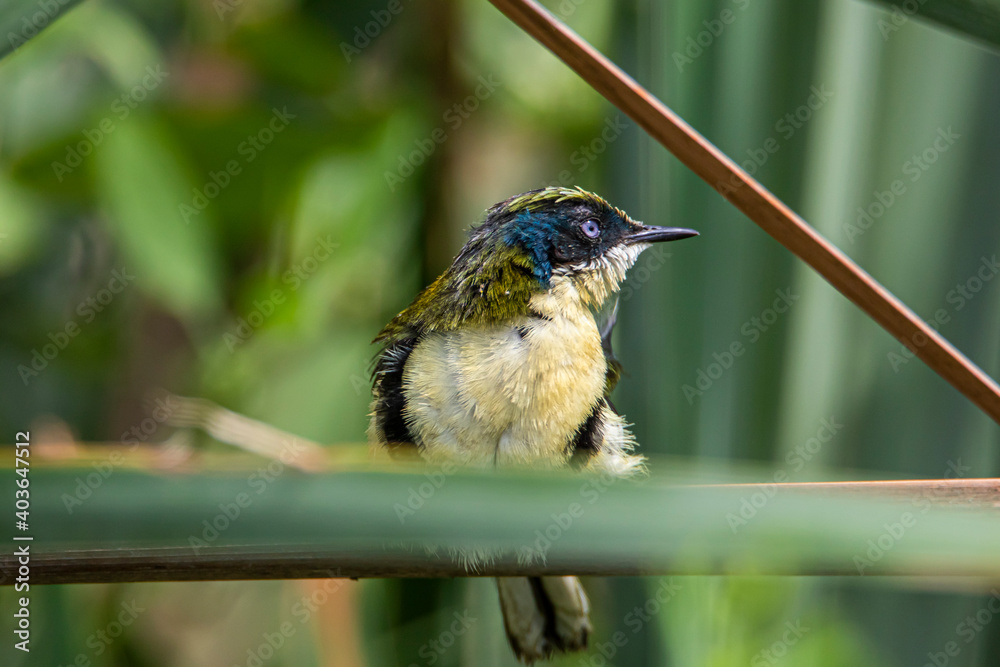 Siete colores de totora Stock Photo | Adobe Stock