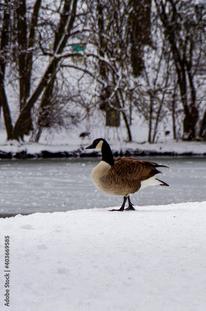 Wild geese and ducks on lake inside Garden Eden paradise public park of ...