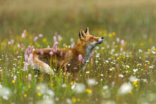 Fox Spring Flowers Meadow Free Stock Photo - Public Domain Pictures