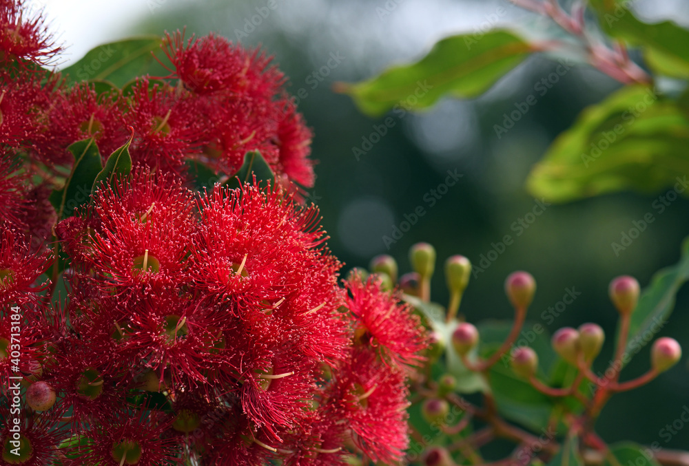 Red blossoms and pink buds of the Australian native flowering gum tree ...