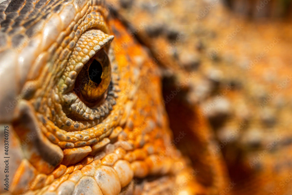 selective focus of the red iguana's eye. concept of macro photo of ...