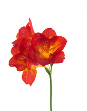 Orange Freesia Flower Close-up Free Stock Photo - Public Domain Pictures