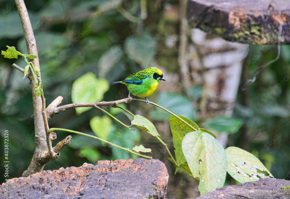 Green-and-gold tanager (Tangara schrankii), Copalinga, Podocarpus ...