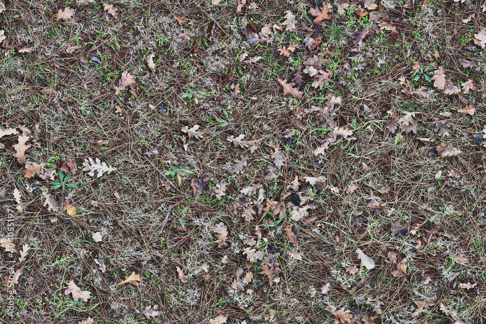 Foto de Stock Seamless outdoor natural soil texture, oak and dry pine ...