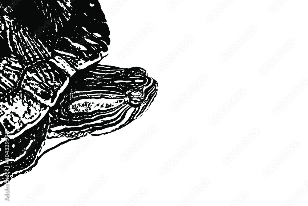 Black and white drawing of the snout of a red-eared turtle. Sketch of a ...