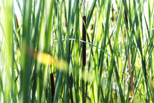 Bulrushes Growing In Wetland Free Stock Photo - Public Domain Pictures