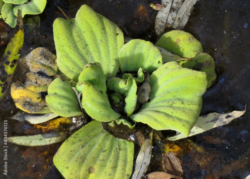 Photo Stock Water lettuce background, Pistia is a genus of aquatic ...