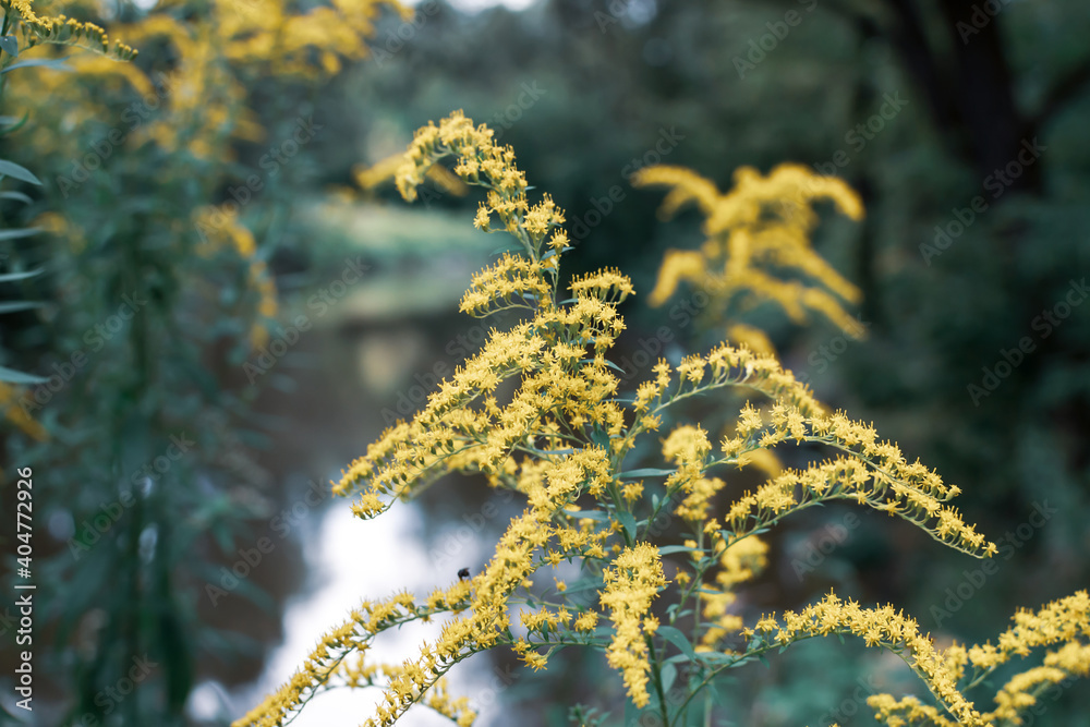 The wild flowers of Solidago canadensis or late goldenrod. Selective ...