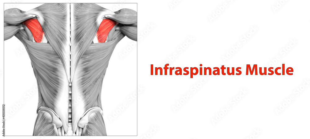 Human Muscular System Torso Muscles Infraspinatus Muscle Anatomy 素材庫插圖 ...