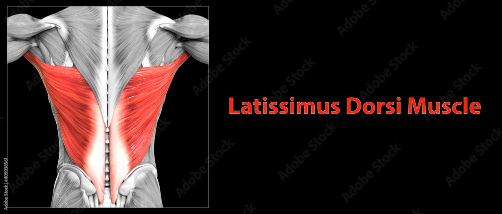 Human Muscular System Torso Muscles Latissimus Dorsi Muscle Anatomy ...