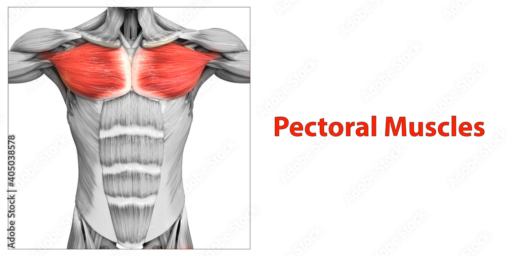 Human Muscular System Torso Muscles Pectoral Muscles Anatomy Stock ...