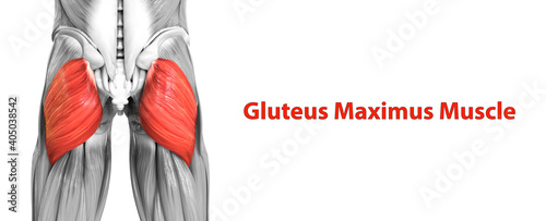 Human Muscular System Leg Muscles Gluteus Maximus Muscle Anatomy Stock ...