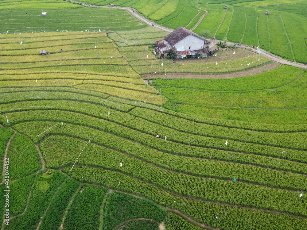 aerial panorama of agrarian rice fields landscape in the village of ...